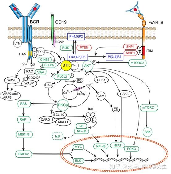 BTK与B细胞恶性肿瘤的靶向治疗 - 知乎