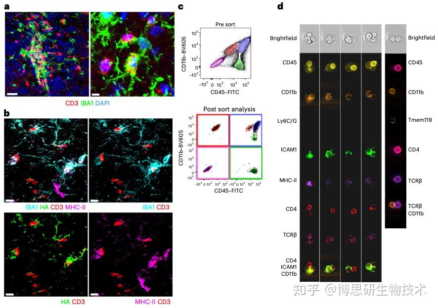 小胶质细胞通过MHCII和IFNγ信号影响Treg细胞参与EAE发生发展 - 知乎