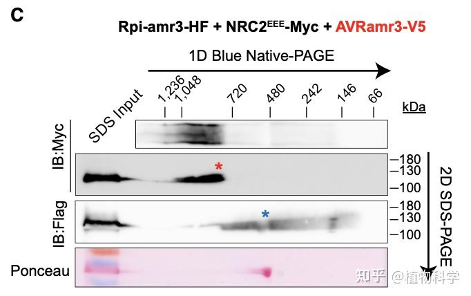 EMBO J 一作详解 | 英国TSL研究所Jonathan Jones组发现植物辅助型抗病蛋白(Helper NLR)激活机制 - 知乎