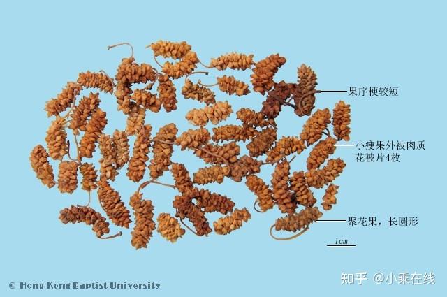桑椹（中药材资料、植物图像、化学结构） - 知乎
