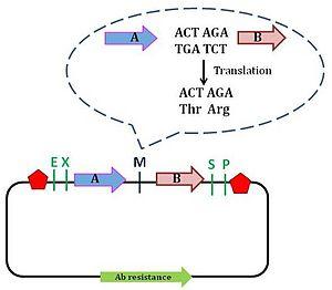 IGEM的biobrick（生物元件）注册表 - 知乎
