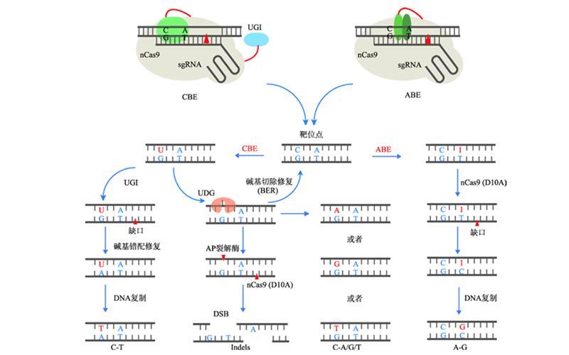 CRISPR技术新的突破与展望——GBE碱基编辑技术 - 知乎