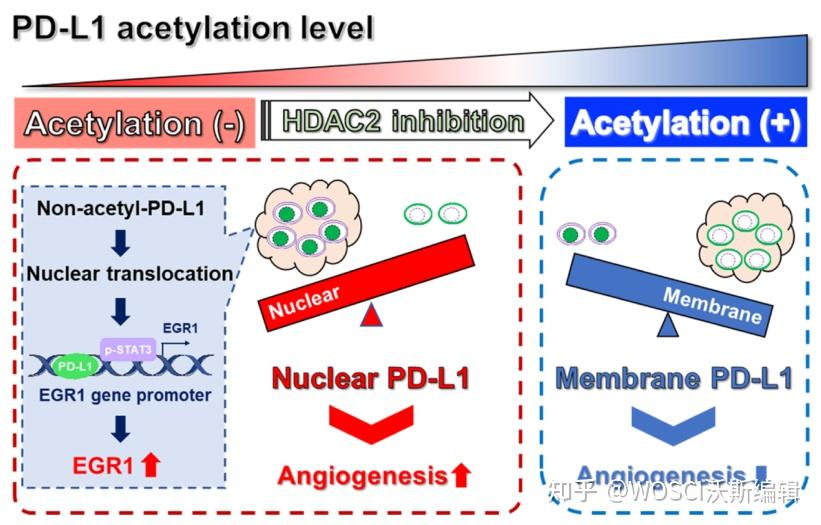 Cell Discov | 上海交通大学发现核PD-L1促进EGR1介导的血管生成并加速肿瘤生成 - 知乎