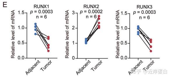 乳腺癌的发生与骨转移癌---- 解析RUNX2/NuRD(MTA1)/CRL4B复合体的作用机制 - 知乎