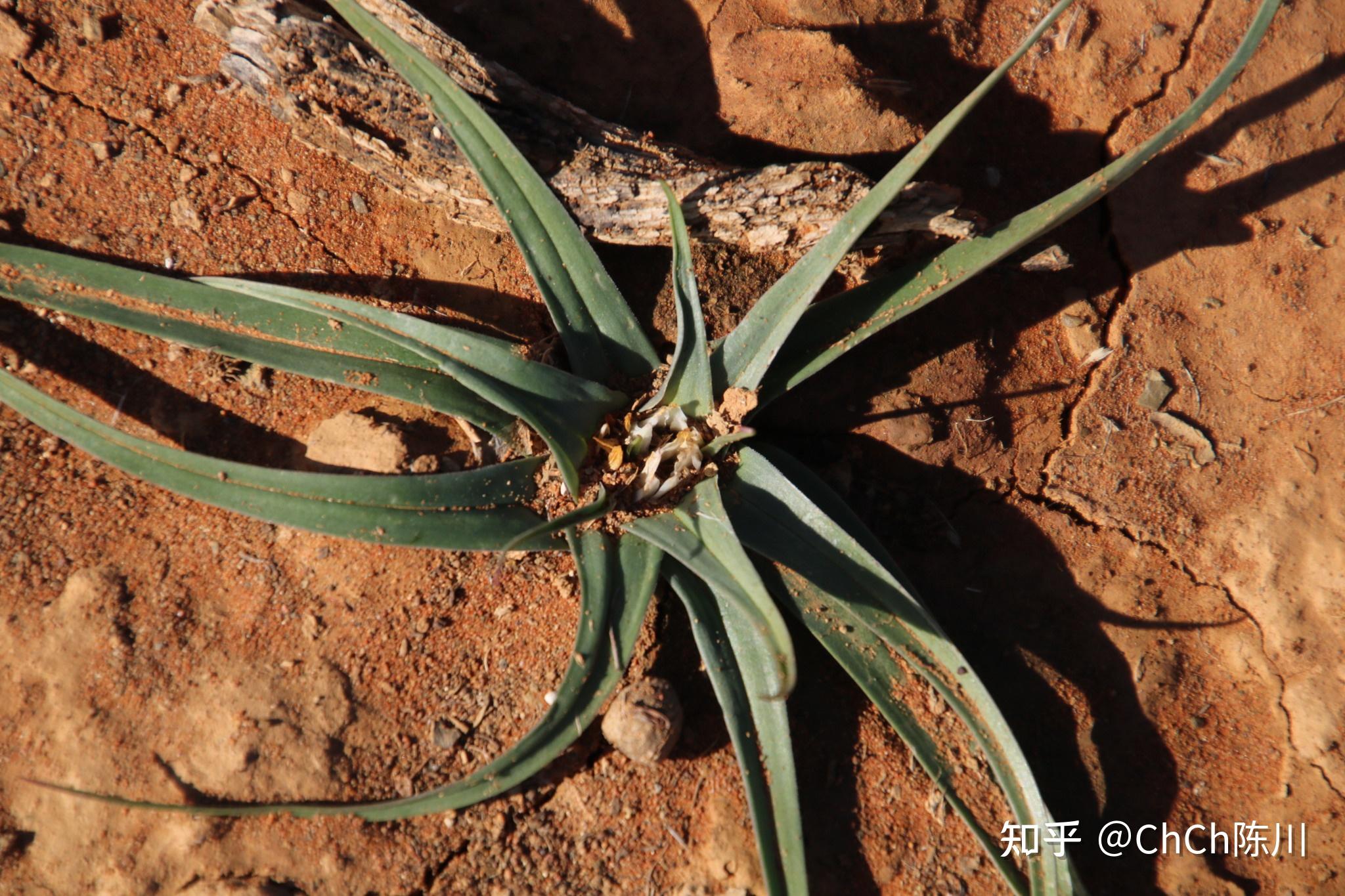 多肉植物全图鉴17：秋水仙科（Colchicaceae），秋水仙属（Colchicum） 原始种A-H - 知乎