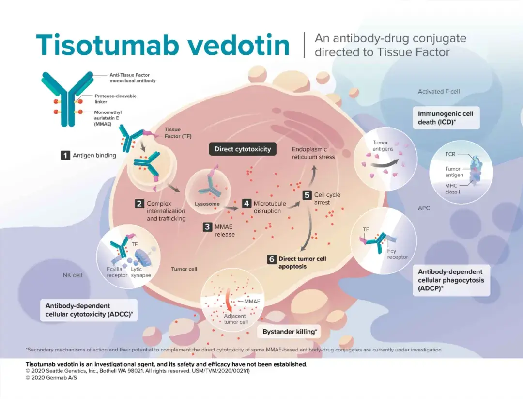国内首款TF-ADC获批临床 - 知乎