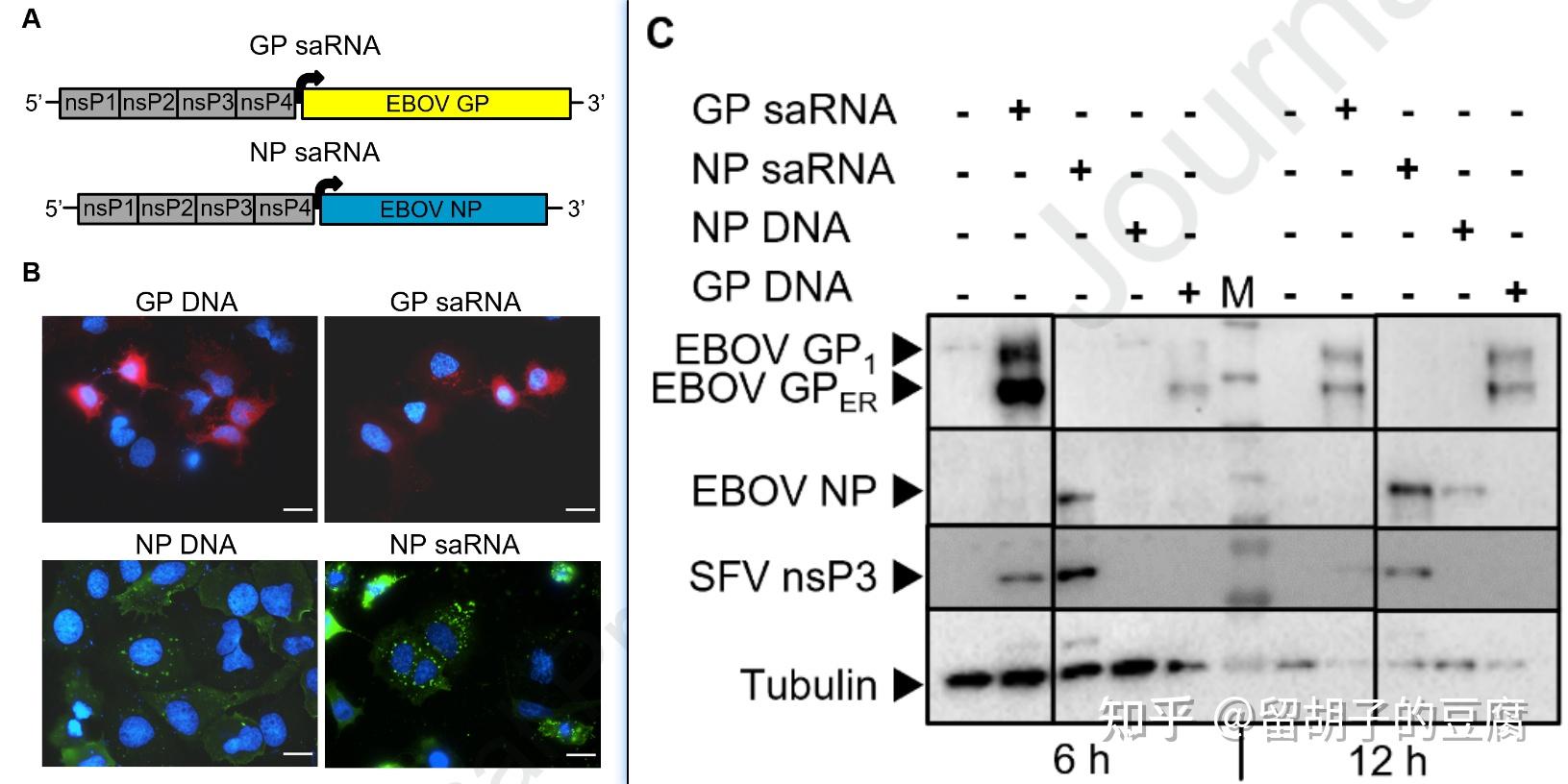 BioNTech开发埃博拉病毒自复制RNA二价疫苗。 - 知乎