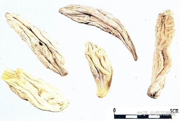 带你认识天麻 - 知乎
