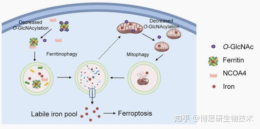 国自然热点：蛋白修饰、铁自噬、线粒体自噬 - 知乎