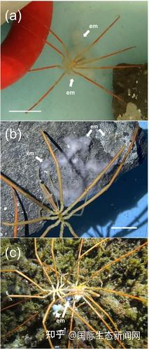 南极巨型海蛛巨蛛的产卵和幼虫发育 - 知乎