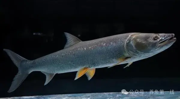 鲤科雅罗鱼亚科7种：丁鱥（丁桂）、赤眼鳟、鳡鱼、鯮鱼、鳤鱼、赤梢鱼、拟赤梢鱼 - 知乎