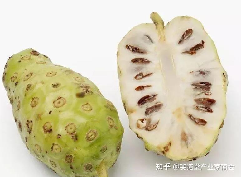 诺丽果为什么被称为“长寿之果”？ - 知乎