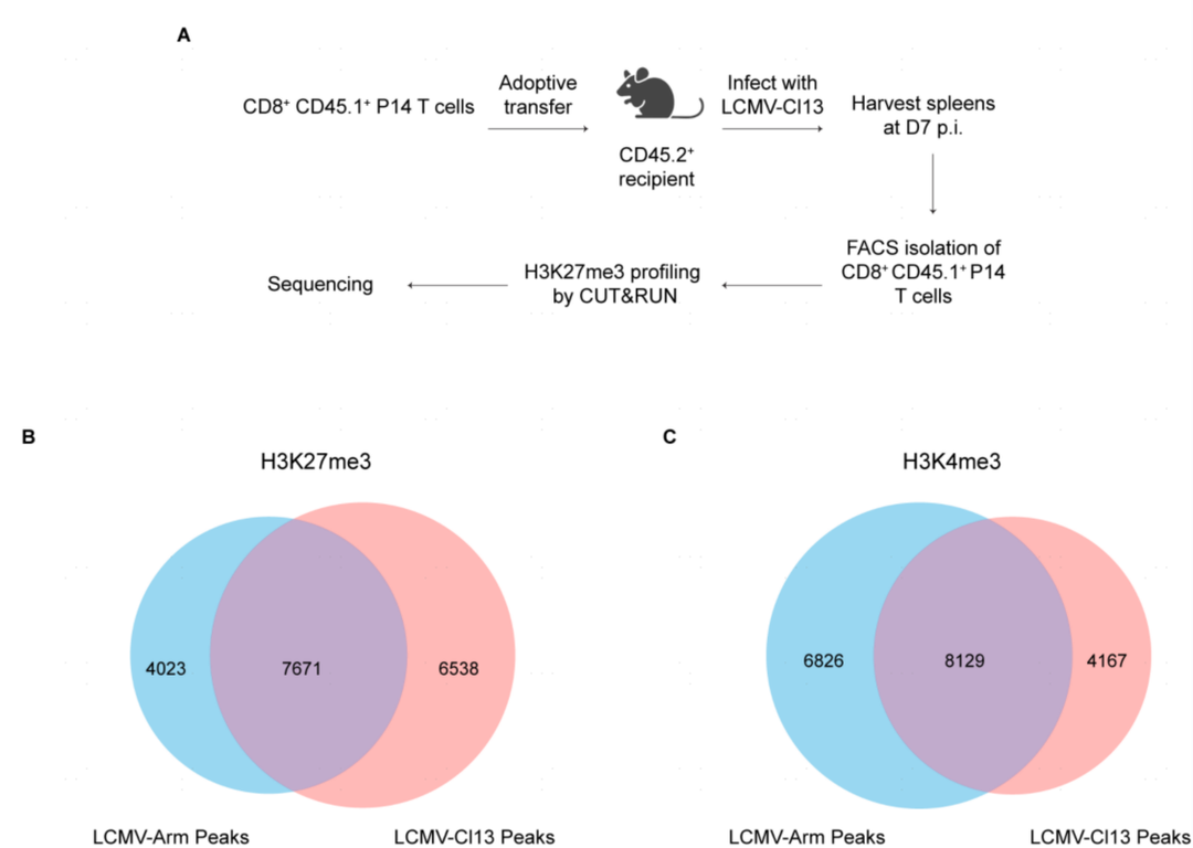 CD8 T细胞在感染过程中的转录和表观图谱 - 知乎