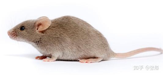 DBA小鼠以及其亚系介绍：DBA/1和DBA/2 - 知乎