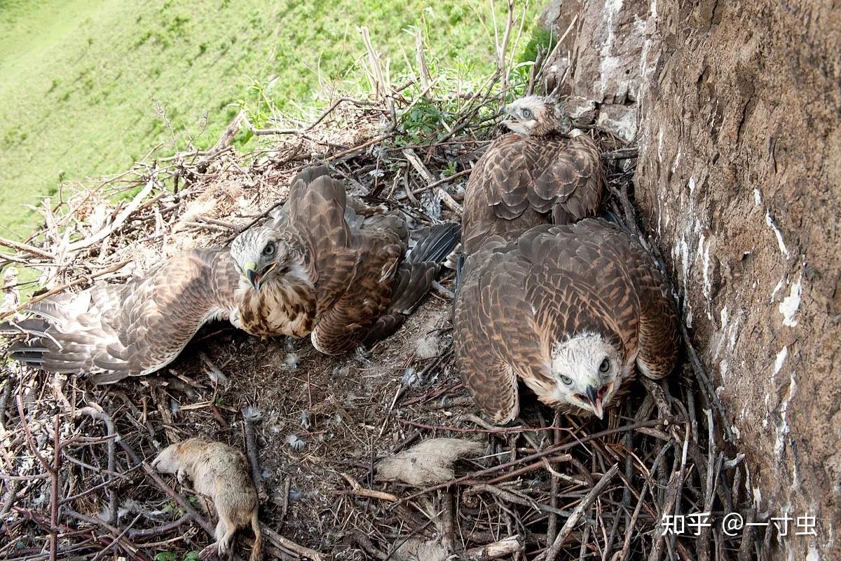 号称猛禽之王的金雕，有啥特别之处？空中击杀天鹅，地面捕食野狼 - 知乎
