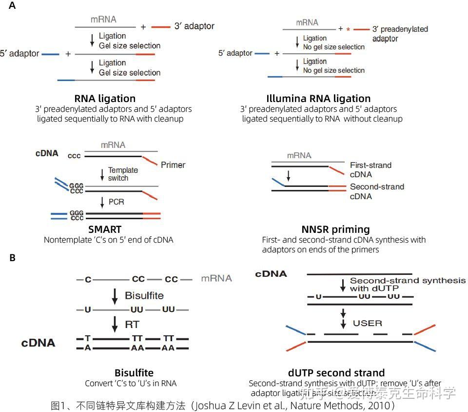 干货 | 链特异性RNA-seq文库构建有哪些方法？ - 知乎