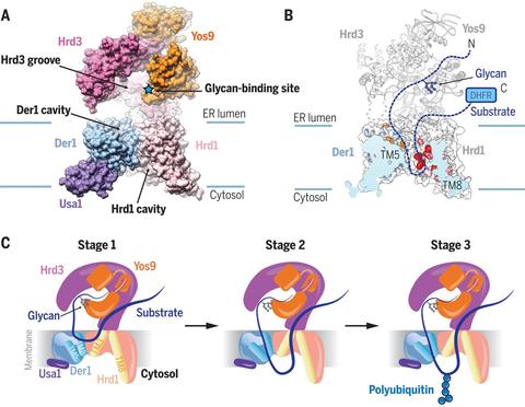 Science | 由Hrd1复合体介导的内质网相关蛋白质降解的机制 - 知乎