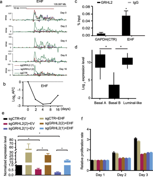Cell Commun Signal｜ChIP-seq和Bru-seq揭示转录因子GRHL2在管腔型乳腺癌中的调控网络 - 知乎