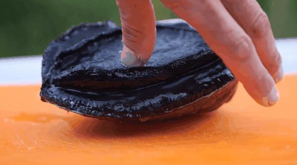 黑鲍鱼长啥样？好吃么？怎么吃？ - 知乎