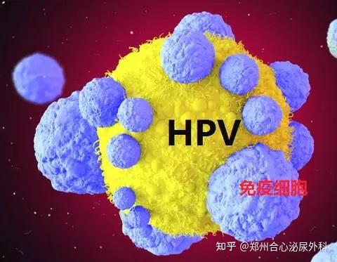 hpv68高危阳性可以自愈吗 - 知乎