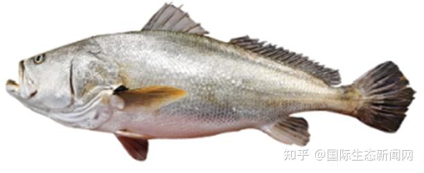 崔融丰课题组揭示濒危动物黄唇鱼基因组的遗传负荷 - 知乎