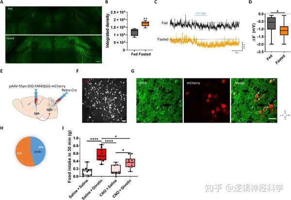 Sci Adv︱德国马克斯·普朗克生物智能研究所团队揭示杏仁核通过胃饥饿素调控进食的新机制 - 知乎