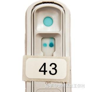 一例狗狗急性胰腺炎的病例报告：从诊断到治疗 - 知乎