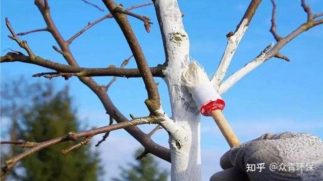 大树穿白衣是因为它怕冷吗？ 知乎