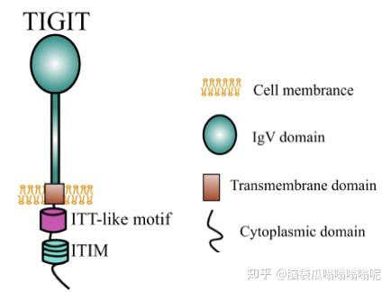 TIGIT靶点调研 - 知乎