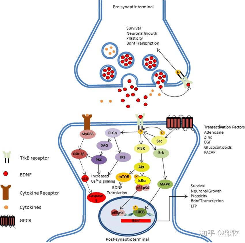 Mechanism of Brain Aging and Methods of Reversing Brain Aging - 知乎