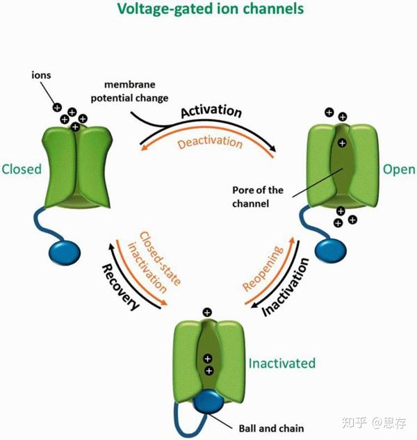 电压门控离子通道抗体“集锦”知多少 - 知乎