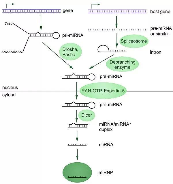 前沿分子生物学技术（6）MiRNA可用于疾病筛查和治疗吗？ - 知乎