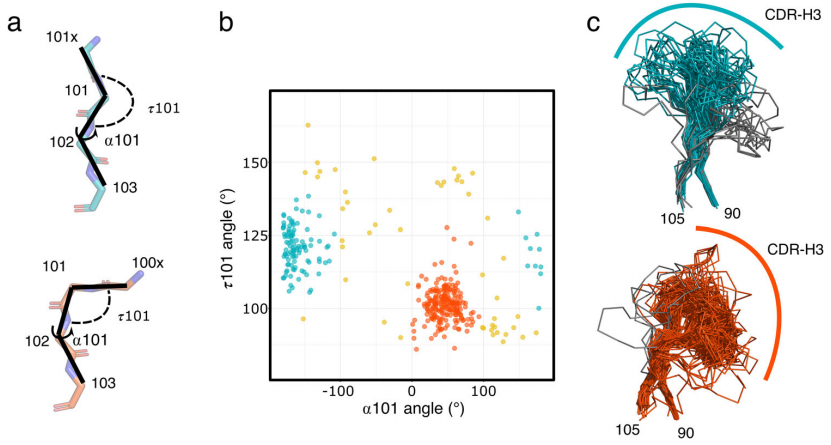 探秘VHH结构域中独特CDR-H3构象的神秘成因 - 知乎