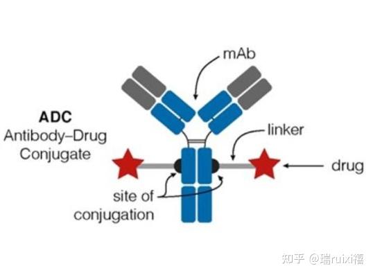 CAS863971-19-1 MC-MMAF ADC抗体偶联简介 - 知乎