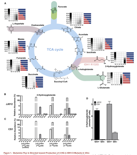 文献分享丨Cell Metab肿瘤与2-HG代谢流 - 知乎