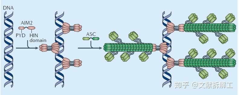 【Nature论文拆解】 AIM2炎症小体通过监视和清除细胞DNA损伤调节神经发育 - 知乎