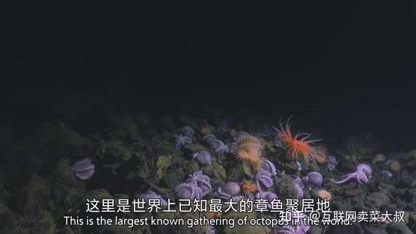 《地球脉动》第三季第二集，运用非凡的策略才能繁衍兴旺 知乎 