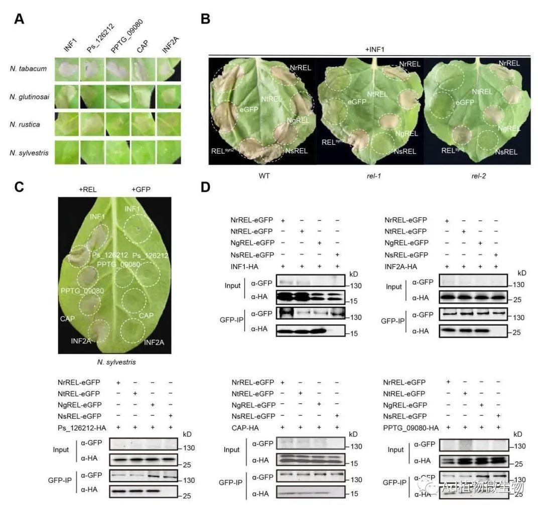 Plant Cell | 南京农业大学王源超团队研究揭示植物识别病原体诱导子的趋同进化机制！ - 知乎