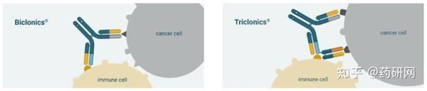 肿瘤干细胞标志物：LGR5 - 知乎