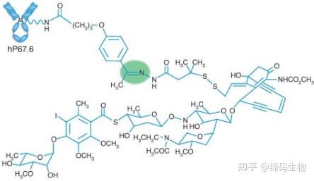 肿瘤免疫靶点 | CD33 - 知乎