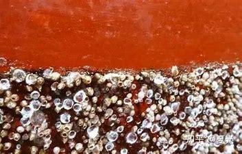 海洋生物污损与材料腐蚀 知乎 8285