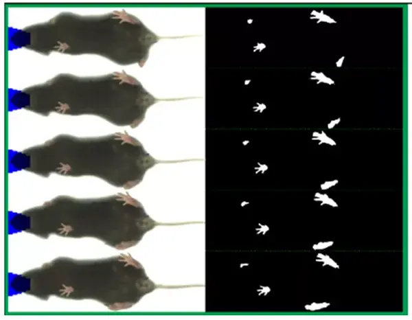 运动能力评估 | DigiGait步态分析系统，丰富不同维度实验的数据！ - 知乎