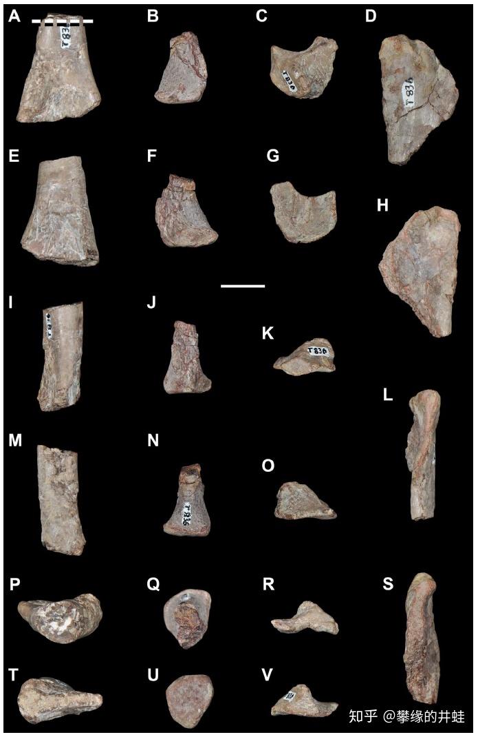 【地球演义】隐介藏形 - 知乎