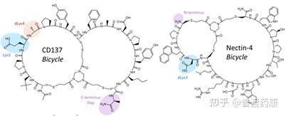 “肽”有前景：环肽及环肽偶联技术 - 知乎