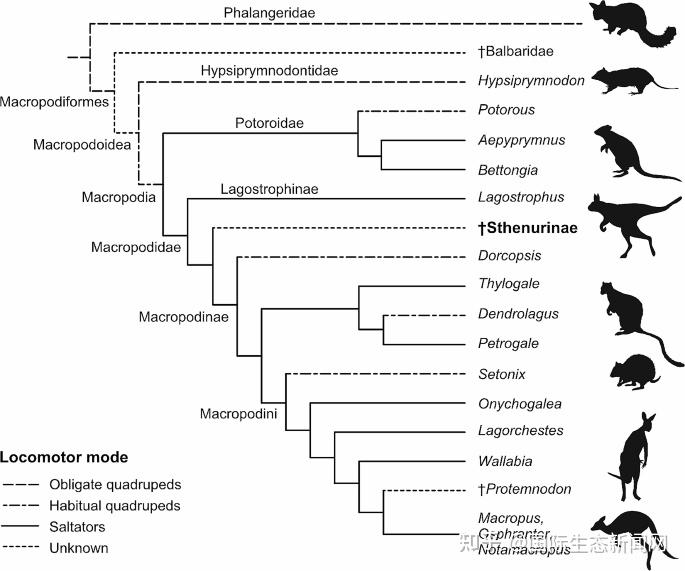 跳、走还是跳？袋鼠的四肢比例和已灭绝的Protemnodon属的可能运动 - 知乎