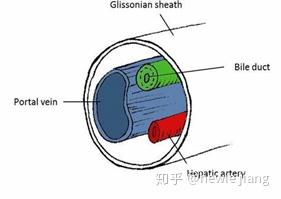 Glisson与佝偻病— 一段不广为人知的故事 - 知乎