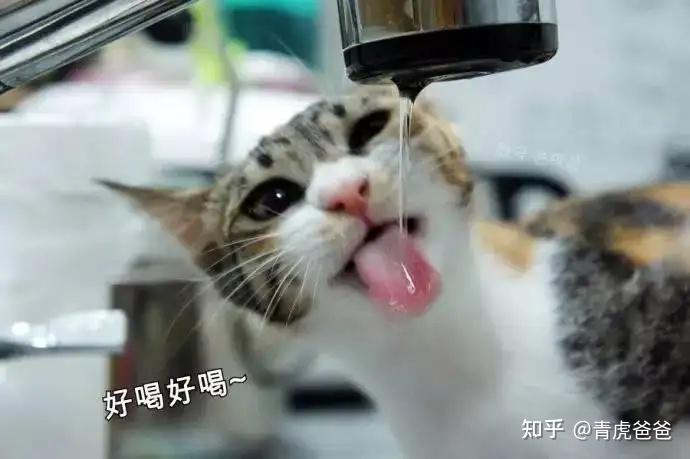 如何让猫多喝水 知乎