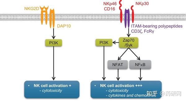 新兴靶点NKp46，推动新一代癌症免疫疗法 - 知乎