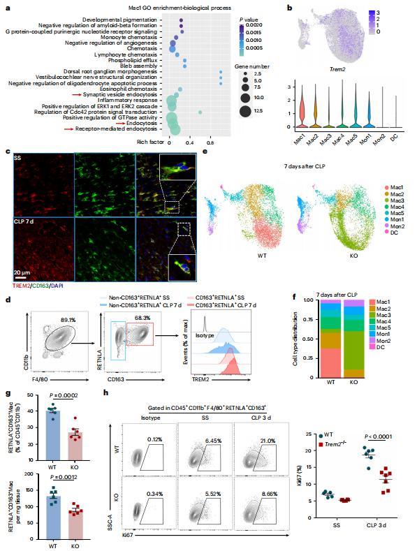 文献解读 | TREM2hi驻留巨噬细胞通过维持心肌细胞稳态来保护脓毒症心脏功能 - 知乎