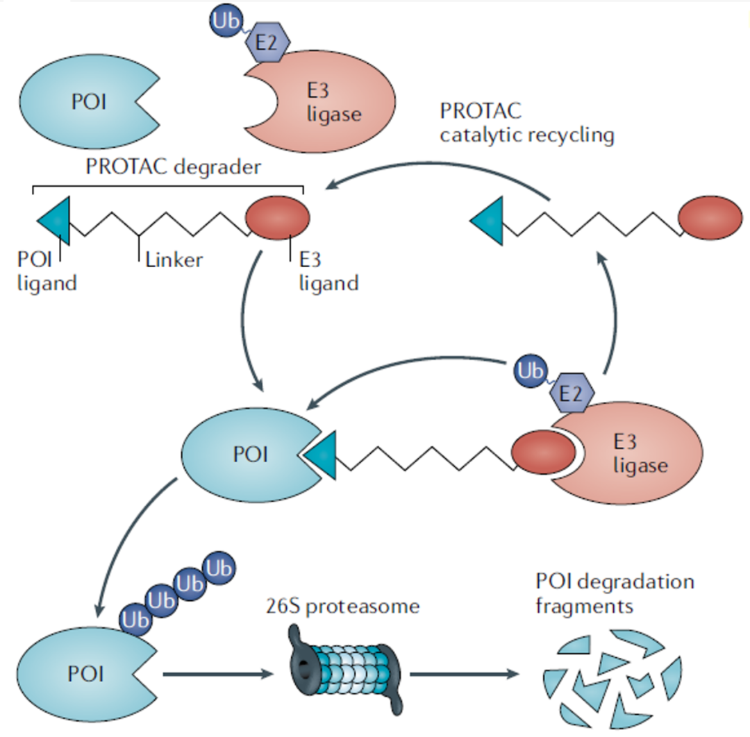 打破传统E3泛素连接酶，挖掘新型E3泛素连接酶FBXO22的NSD2降解剂 - 知乎